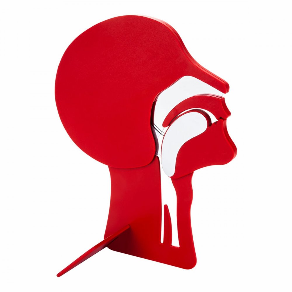 Head Section Model dýchací cesty výukový model trénink první pomoc ...